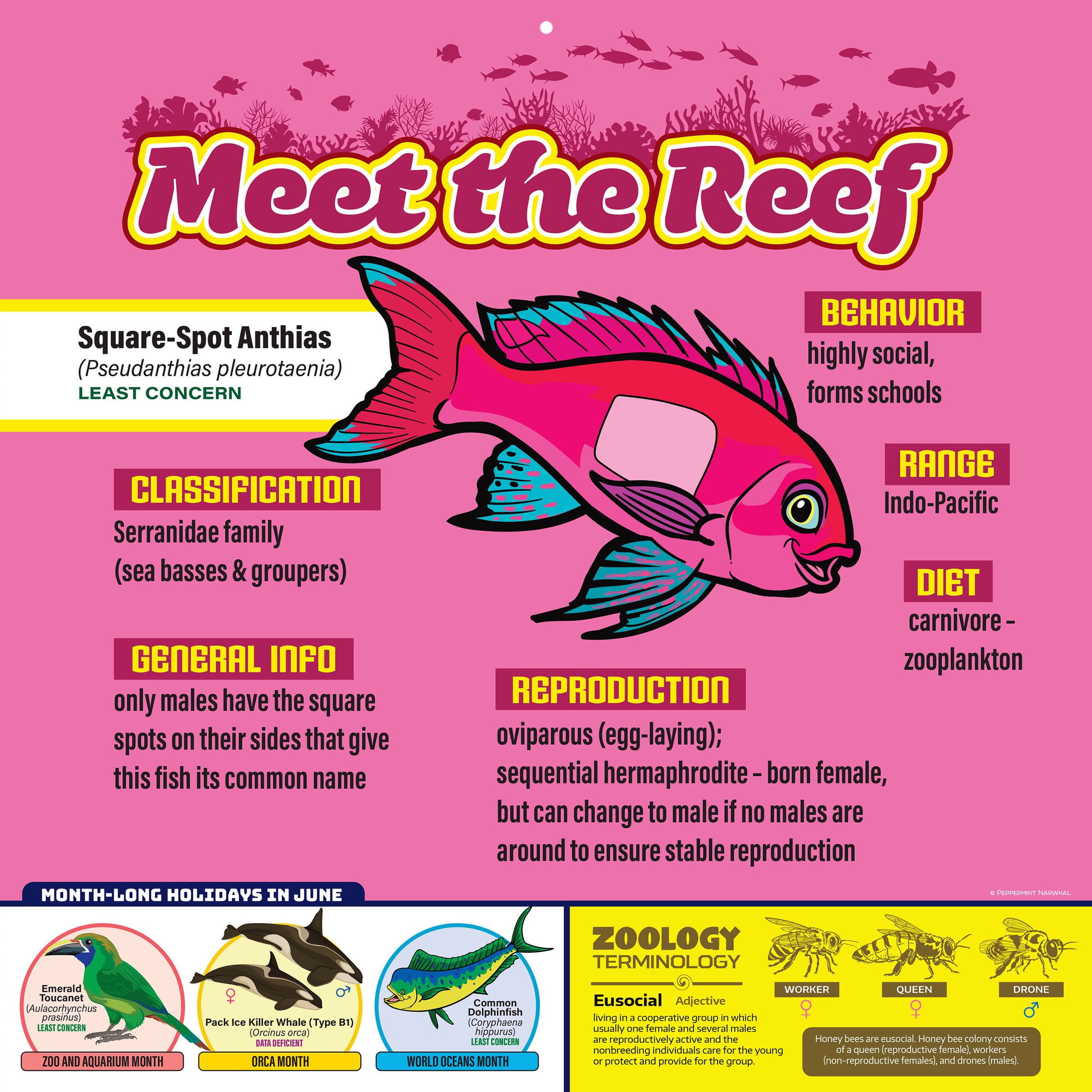 Peppermint Narwhal - Conservation Through Creativity