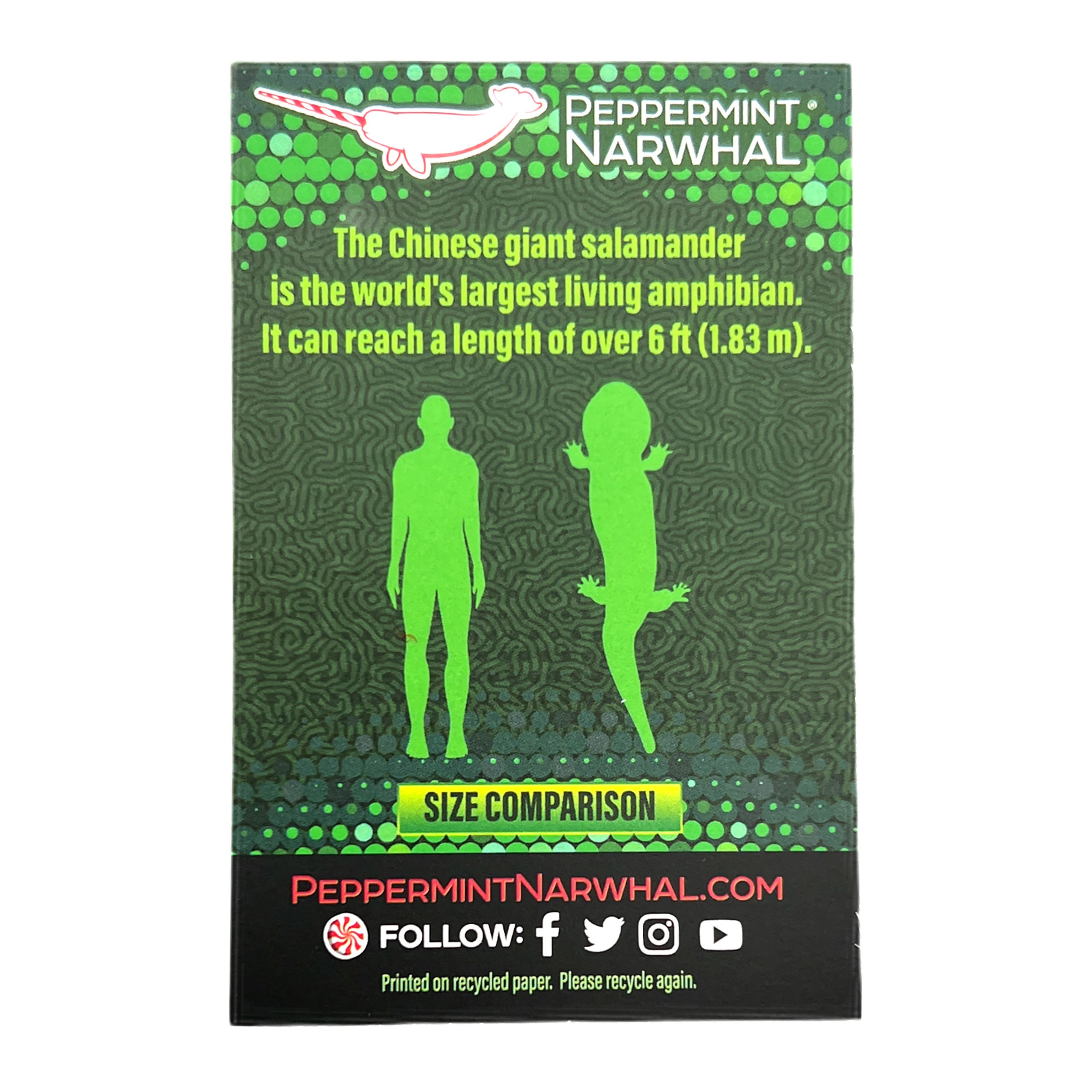 Chinese Giant Salamander enamel pin | Peppermint Narwhal - Conservation ...