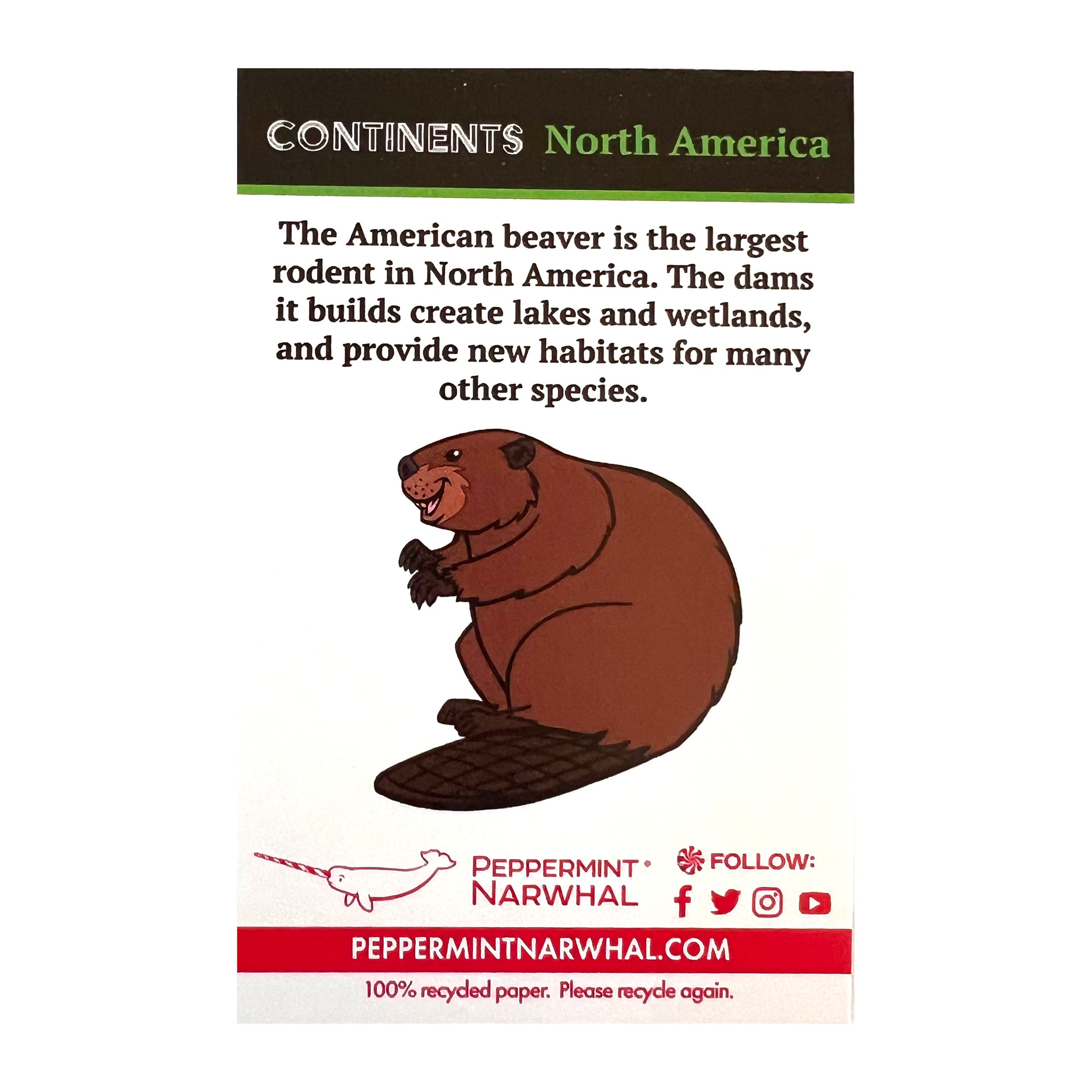 American Beaver enamel pin | Peppermint Narwhal - Conservation Through ...